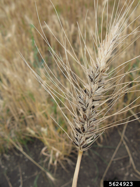 dwarf bunt, dwarf smut (Tilletia controversa J.G. Kühn)