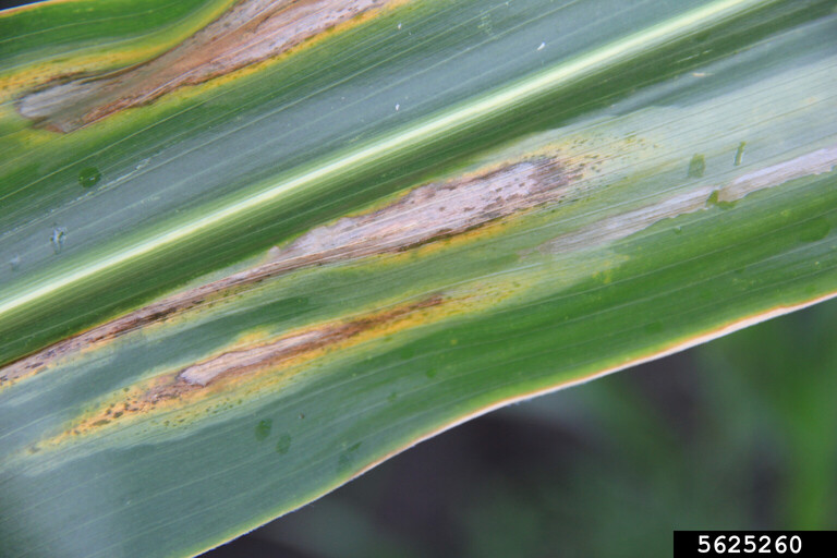 Goss' bacterial wilt (Clavibacter michiganensis ssp. nebraskensis ...