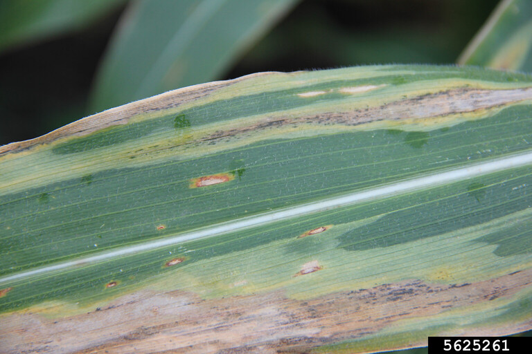 Goss' bacterial wilt (Clavibacter michiganensis ssp. nebraskensis ...