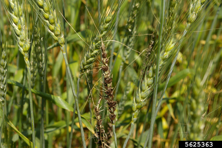 loose smut of wheat or barley (Ustilago tritici (Pers.) Rostr.)