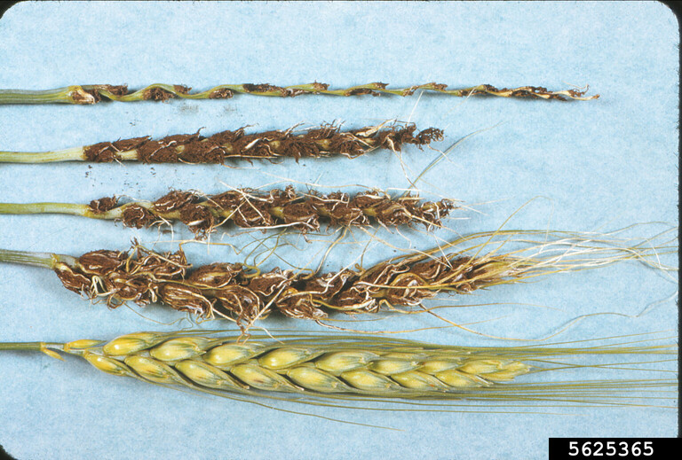 loose smut of wheat or barley (Ustilago tritici (Pers.) Rostr.)