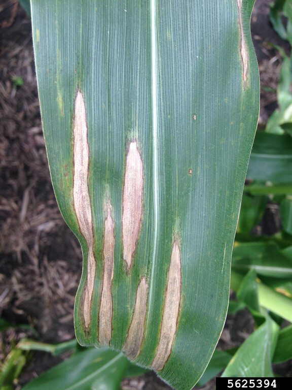 northern corn leaf blight (Exserohilum turcicum (Pass.) K.J. Leonard ...
