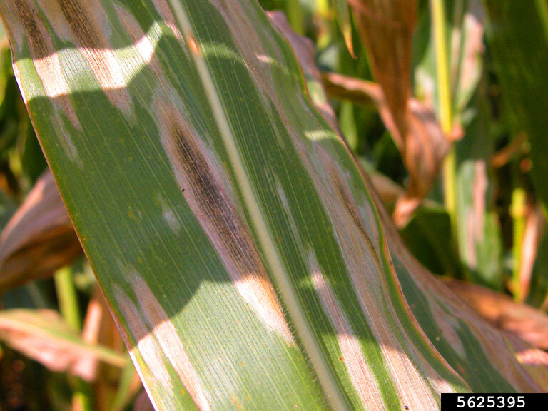 northern corn leaf blight (Exserohilum turcicum (Pass.) K.J. Leonard ...