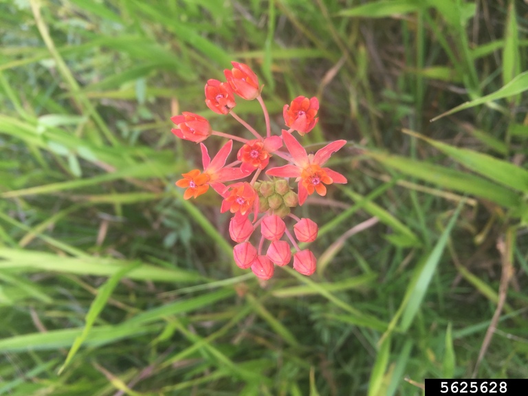 fewflower milkweed (Asclepias lanceolata Walter)