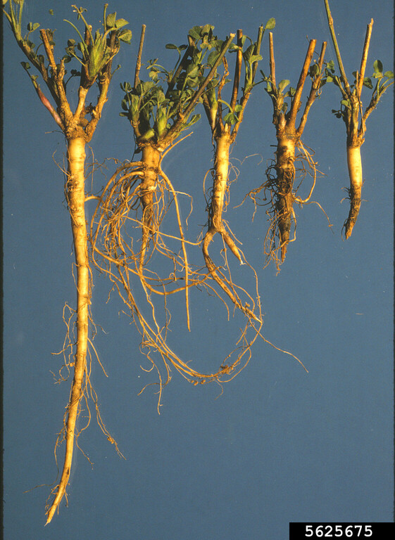 Phytophthora root and stem rot (Phytophthora medicaginis E.M. Hansen ...