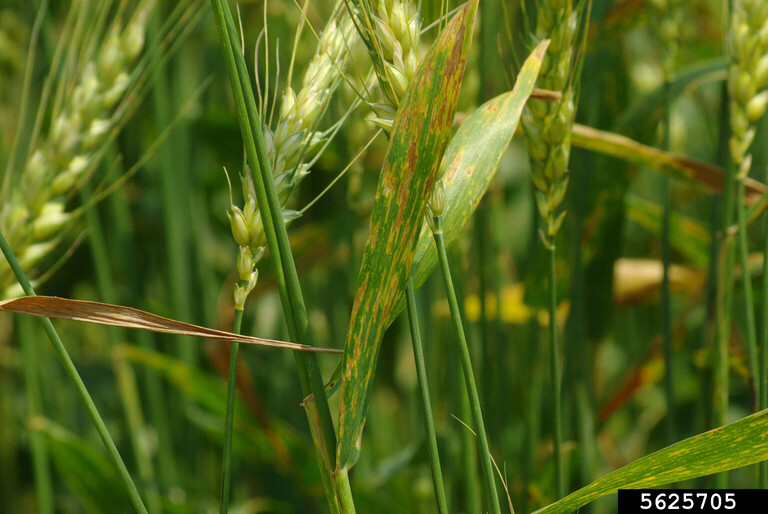 Zymoseptoria tritici