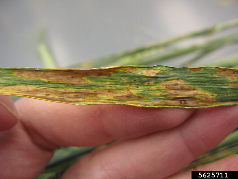 Zymoseptoria tritici