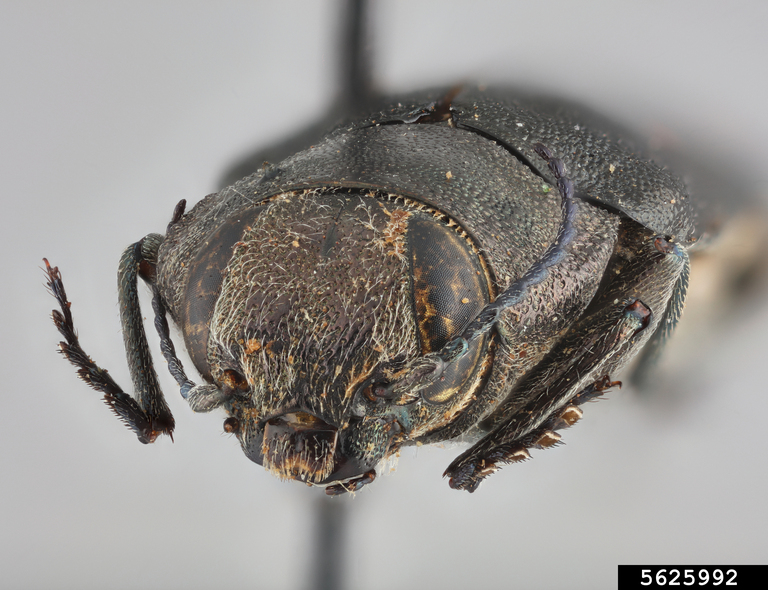 Genus Trachypteris