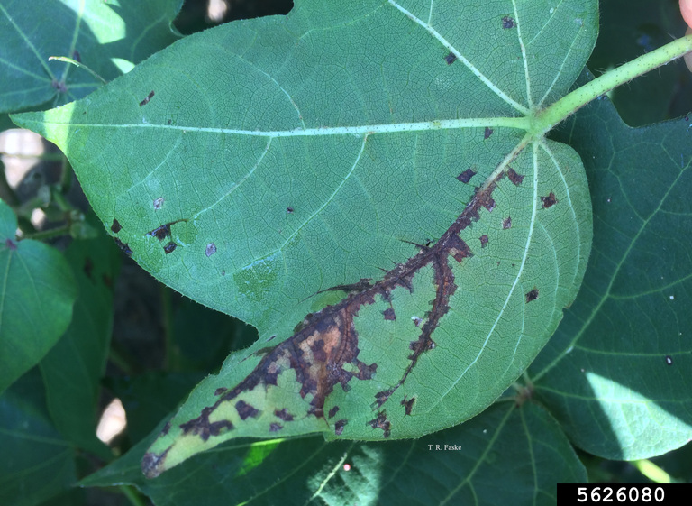 angular leaf spot of cotton (Xanthomonas citri ssp. malvacearum (ex Smith 1901) Schaad et al. 2007)