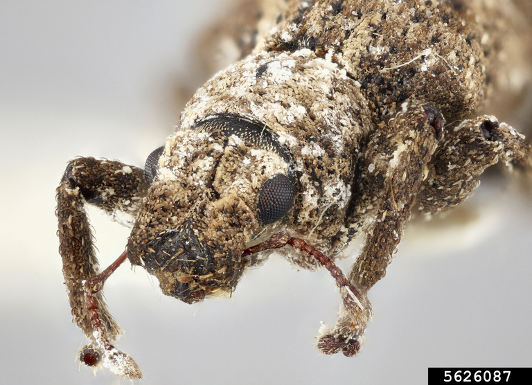 Rough Sweetpotato Weevil (Blosyrus asellus (Olivier, 1807))