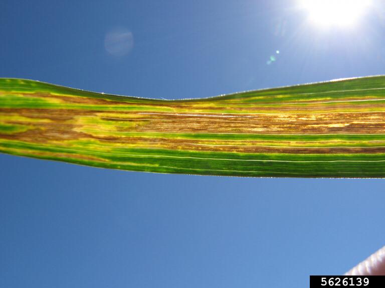 bacterial leaf blight