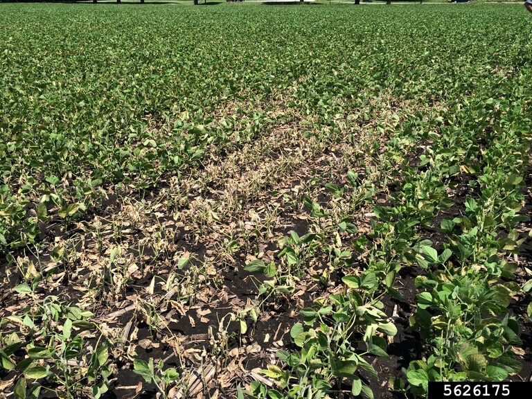 Fusarium root, crown, and root rot