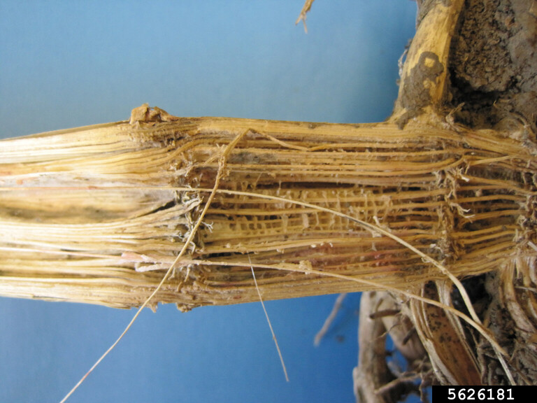 Fusarium stalk rot