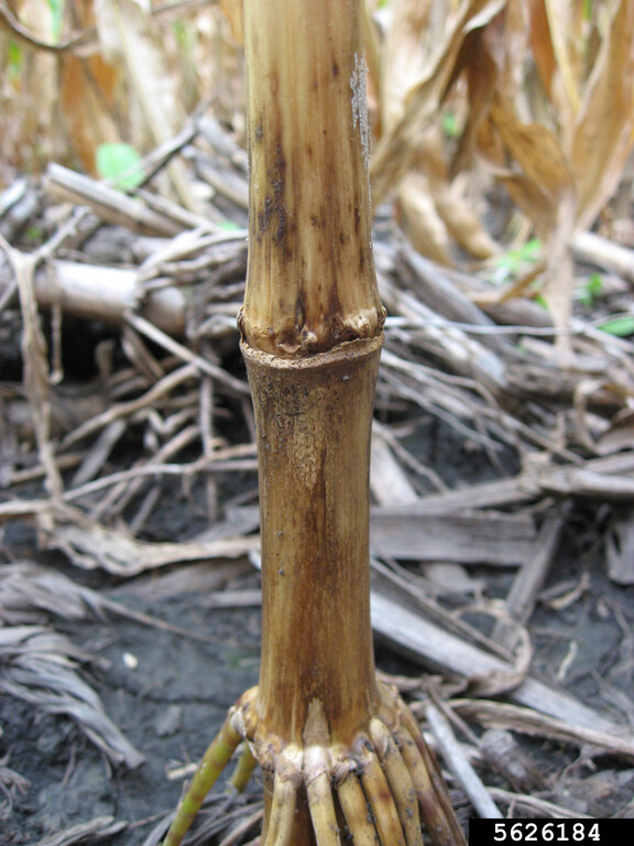 Fusarium stalk rot