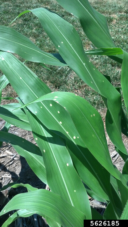 Holcus leaf spot
