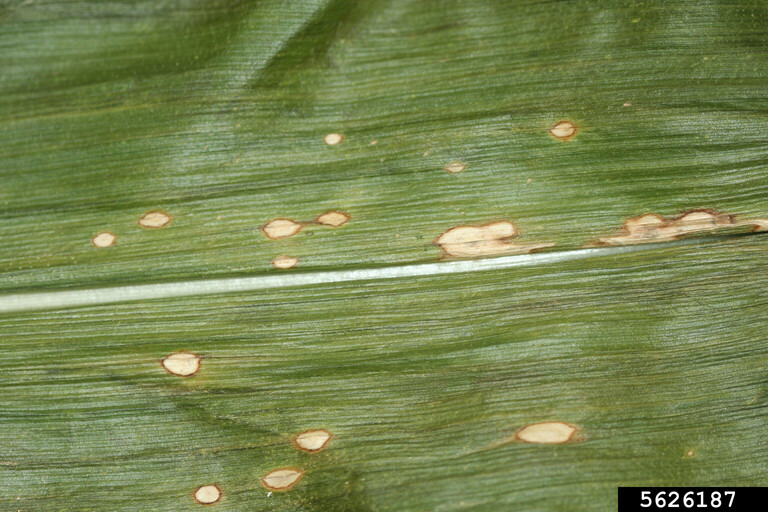 Holcus leaf spot
