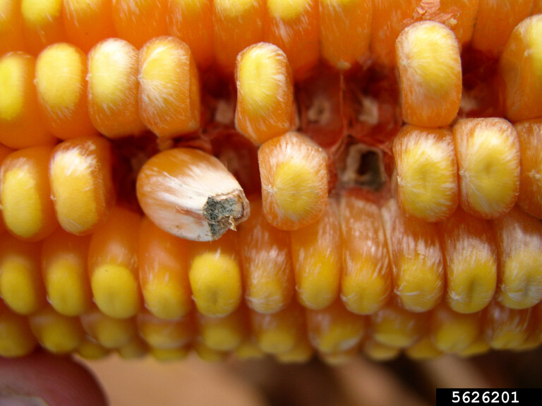 Penicillium ear rot