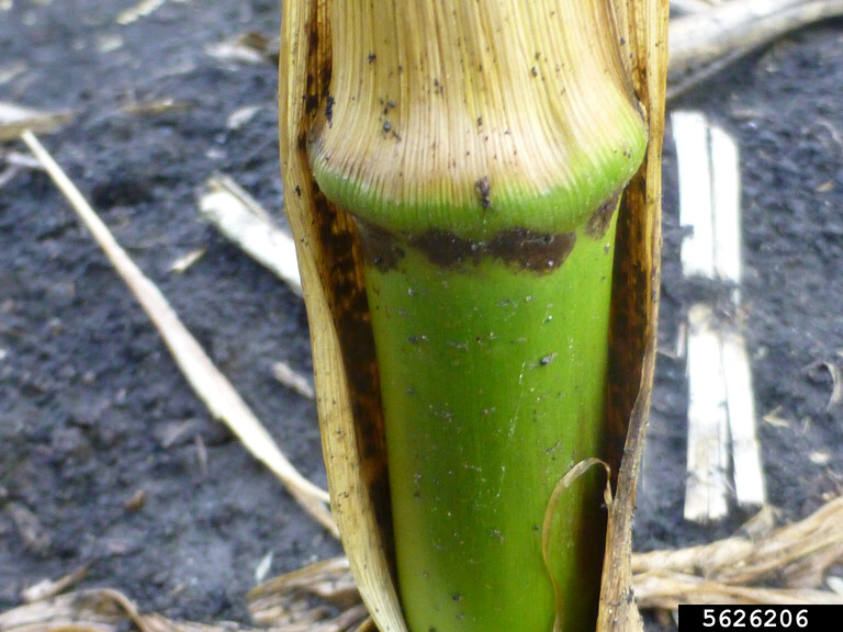 Physoderma stalk rot