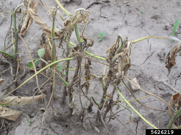 Phytophthora root and stem rot
