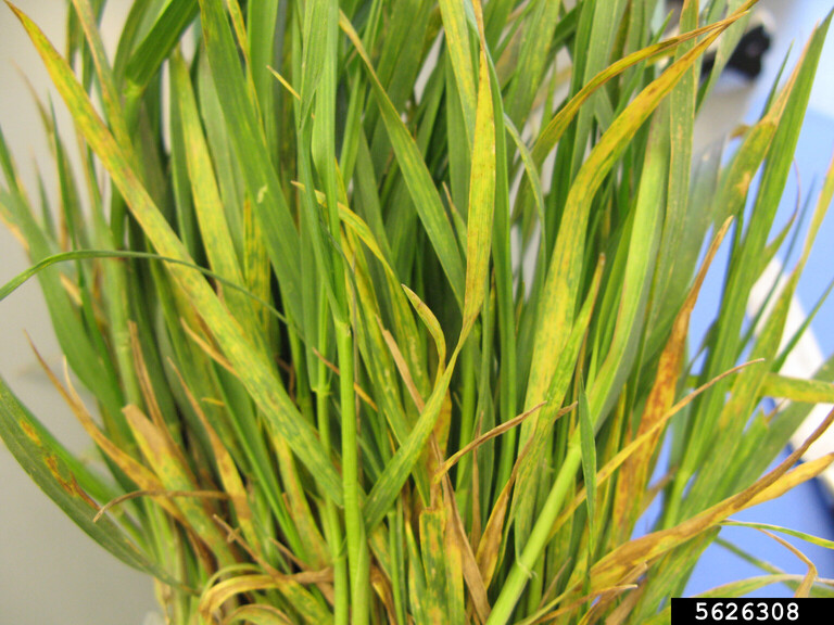 Wheat Stream Mosaic, High Plains Disease, and Triticum Mosaic