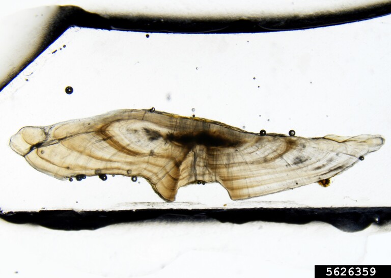 Largemouth Bass (Micropterus salmoides (Lacepède, 1802))