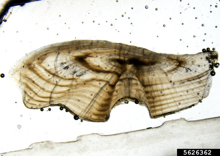 Largemouth Bass (Micropterus salmoides (Lacepède, 1802))