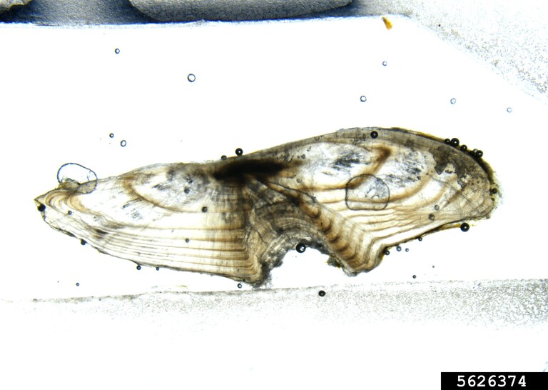 Largemouth Bass (Micropterus salmoides (Lacepède, 1802))