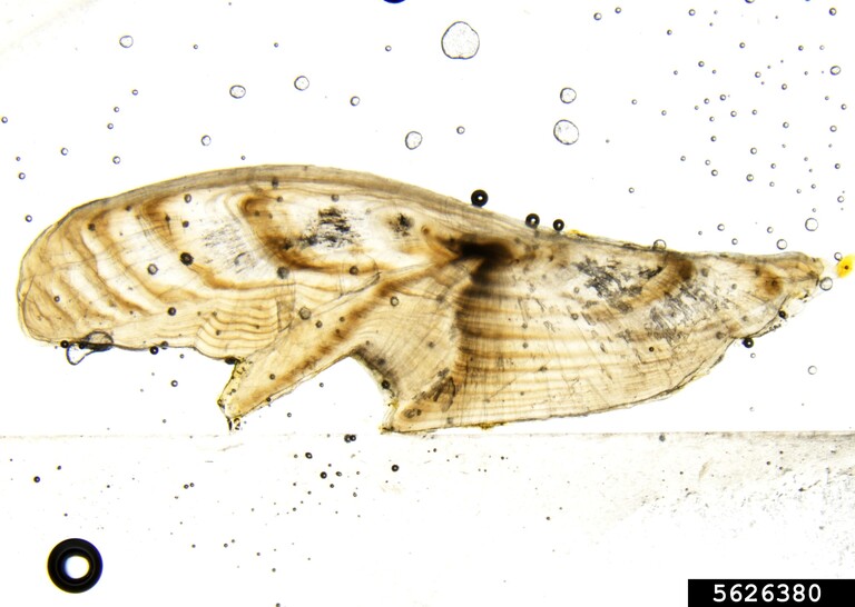 Largemouth Bass (Micropterus salmoides (Lacepède, 1802))