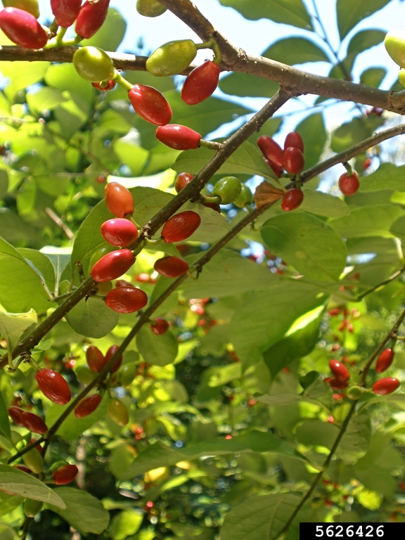 northern spicebush (Lindera benzoin (L.) Blume)