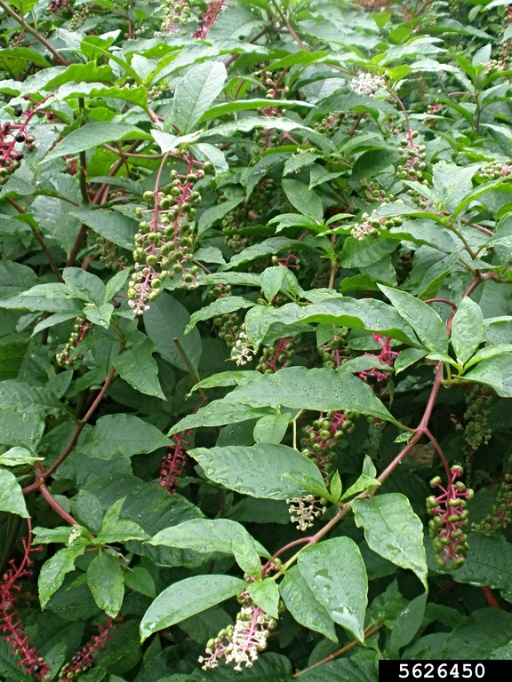 common pokeweed (Phytolacca americana)