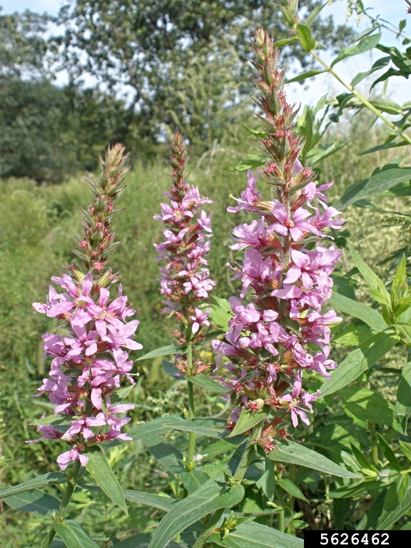purple loosestrife (Lythrum salicaria L.)