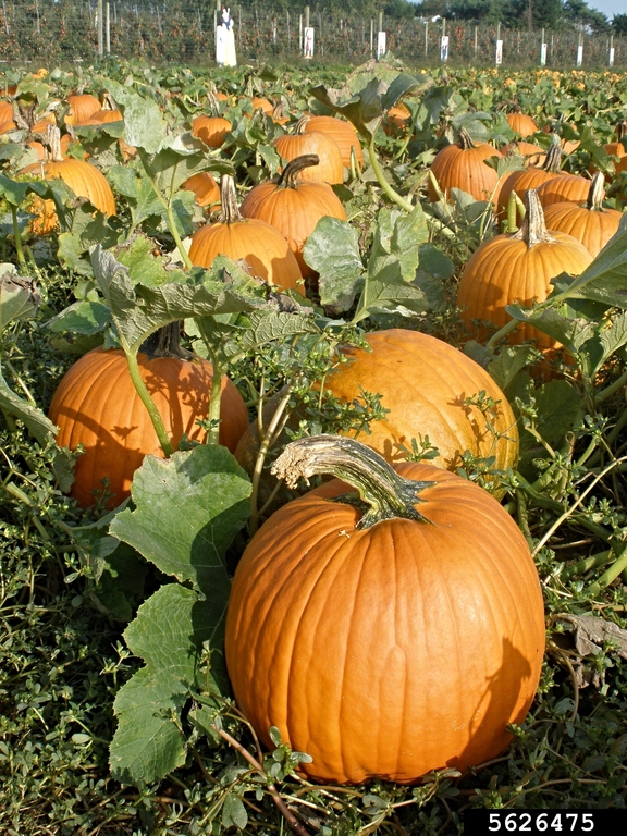 field pumpkin (Cucurbita pepo var. pepo L.)