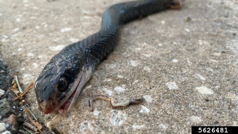 invasive snake lungworm (Raillietiella orientalis)