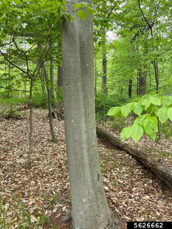 American beech (Fagus grandifolia Ehrhart)