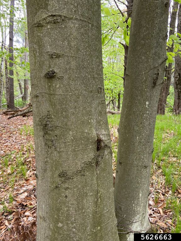 American beech (Fagus grandifolia Ehrhart)