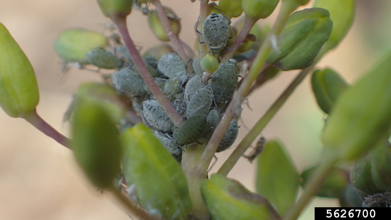 cabbage aphid (Brevicoryne brassicae (Linnaeus, 1758))
