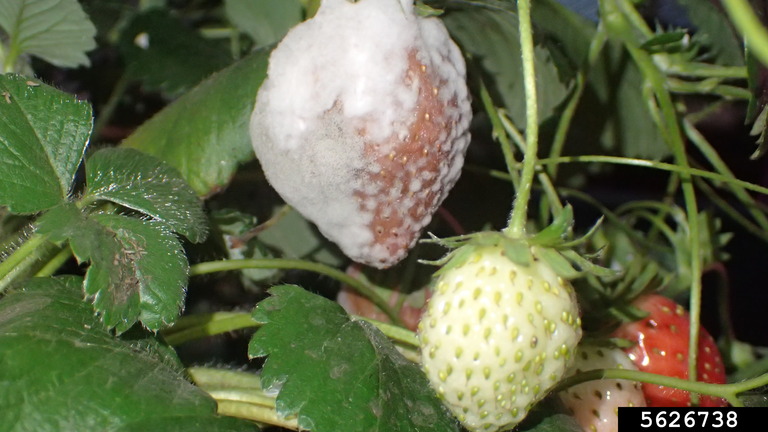 gray mold (Botrytis cinerea Pers.:Fr)