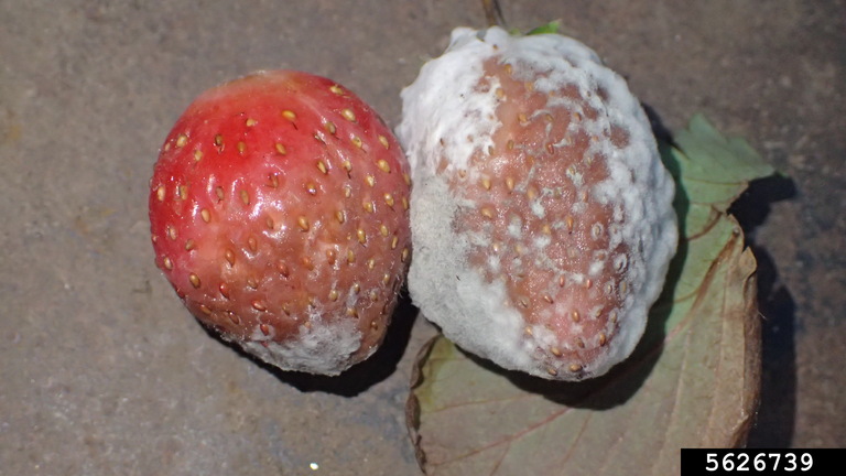 gray mold (Botrytis cinerea Pers.:Fr)
