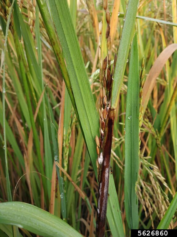 sheath rot of rice (Sarocladium oryzae)