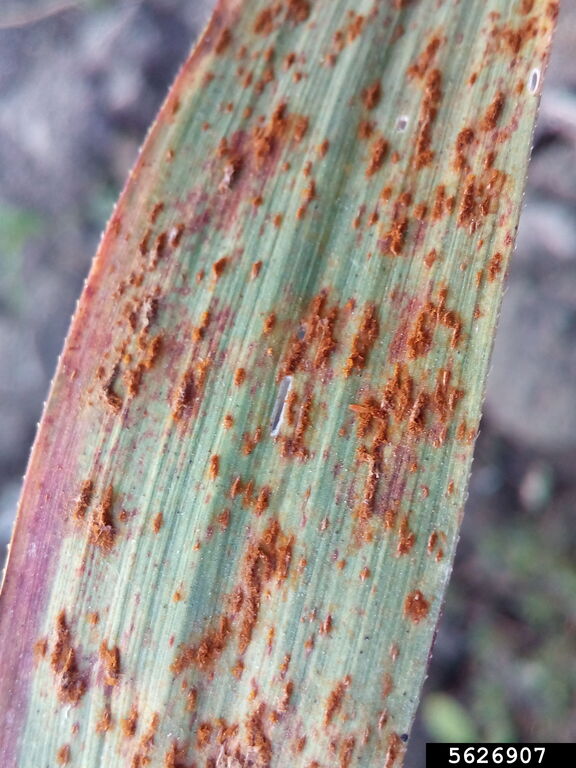 brown rust (Puccinia melanocephala)