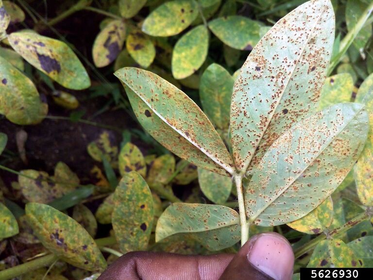 peanut rust (Puccinia arachidis Speg. 1884)