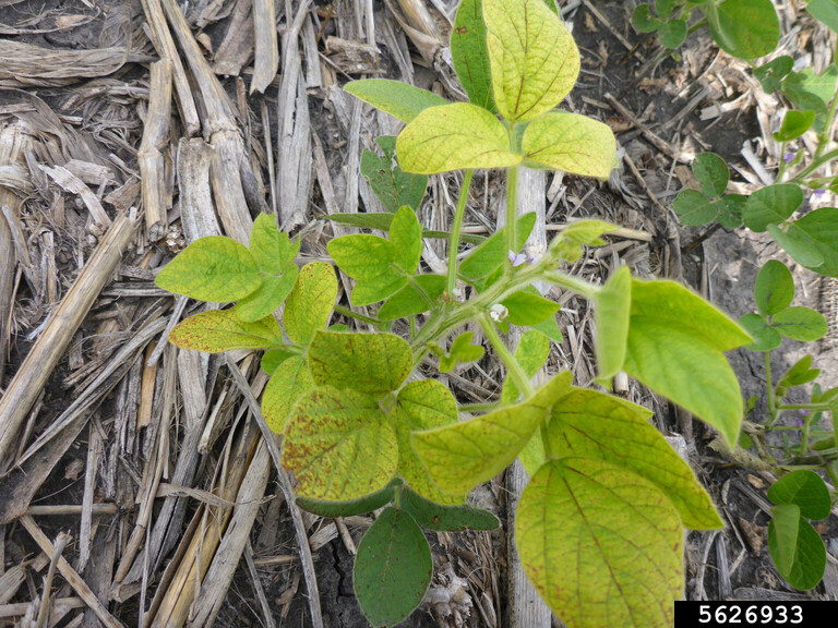 Iron deficiency chlorosis (IDC)