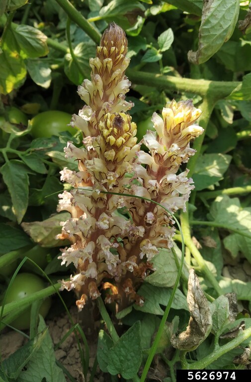 broomrape (Genus Orobanche L.)
