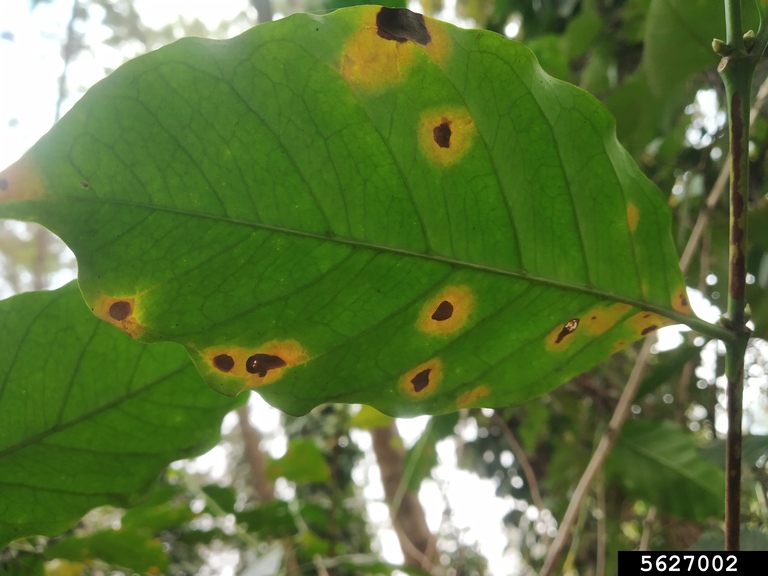 coffee leaf rust (Hemileia vastatrix)