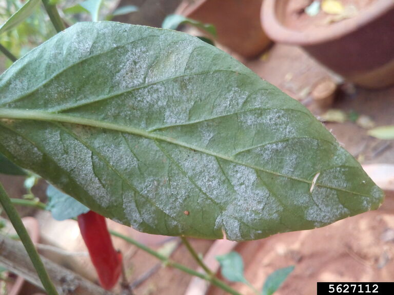 powdery mildew (Leveillula taurica (Lév.) G. Arnaud)