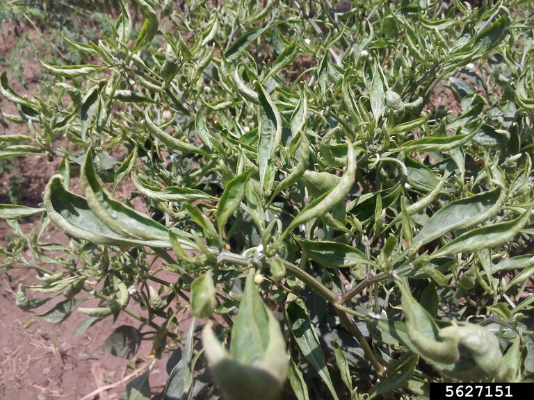 Chilli Leaf Curl Virus (Begomovirus Chilli Leaf Curl Virus (ChiLCV))