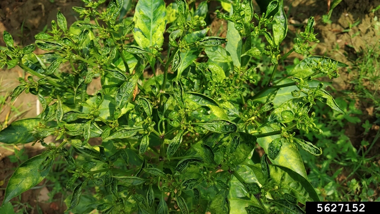 Chilli Leaf Curl Virus (ChiLCV) (Begomovirus Chilli Leaf Curl Virus)