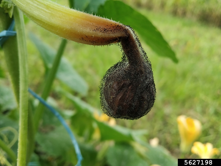 Choanephora fruit rot (Choanephora cucurbitarum (Berk. & Ravenel) Thaxt.)
