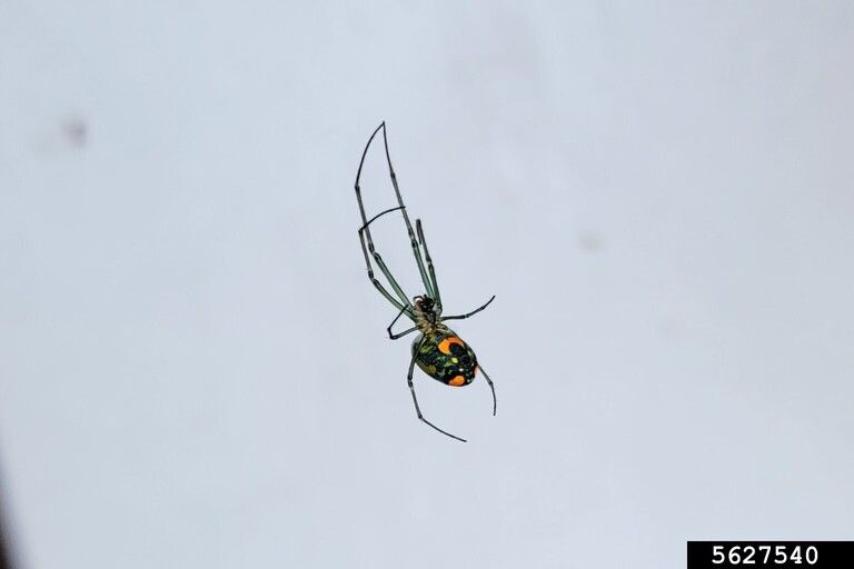 mabel orchard orbweaver (Leucauge argyrobapta (White, 1841))