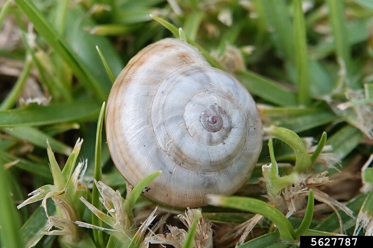 white garden snail (Theba pisana (O. F. Müller, 1774))